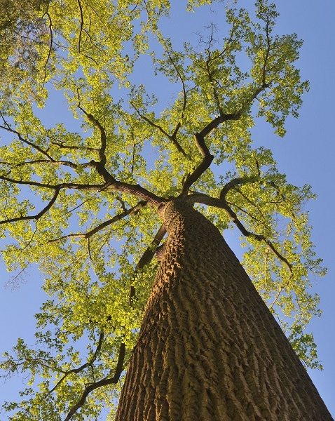 Our Blog | Longwood Gardens