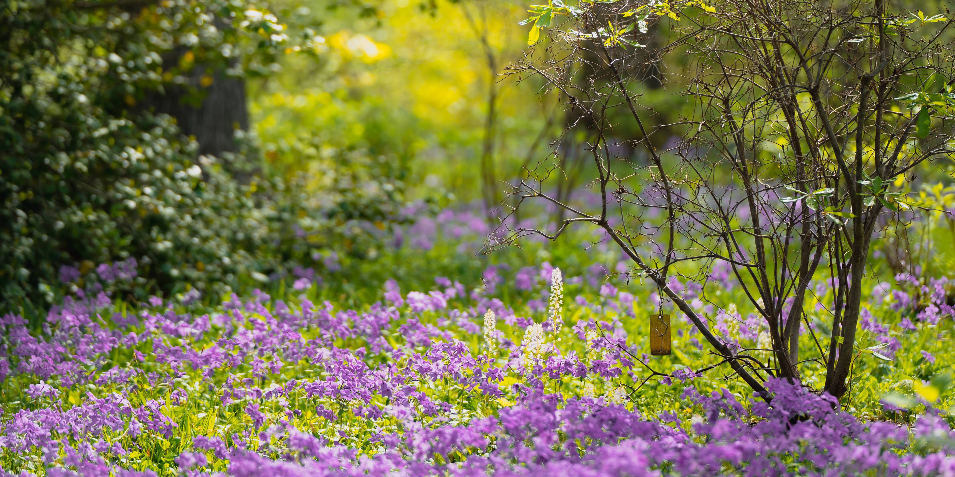Spring Blooms | Longwood Gardens
