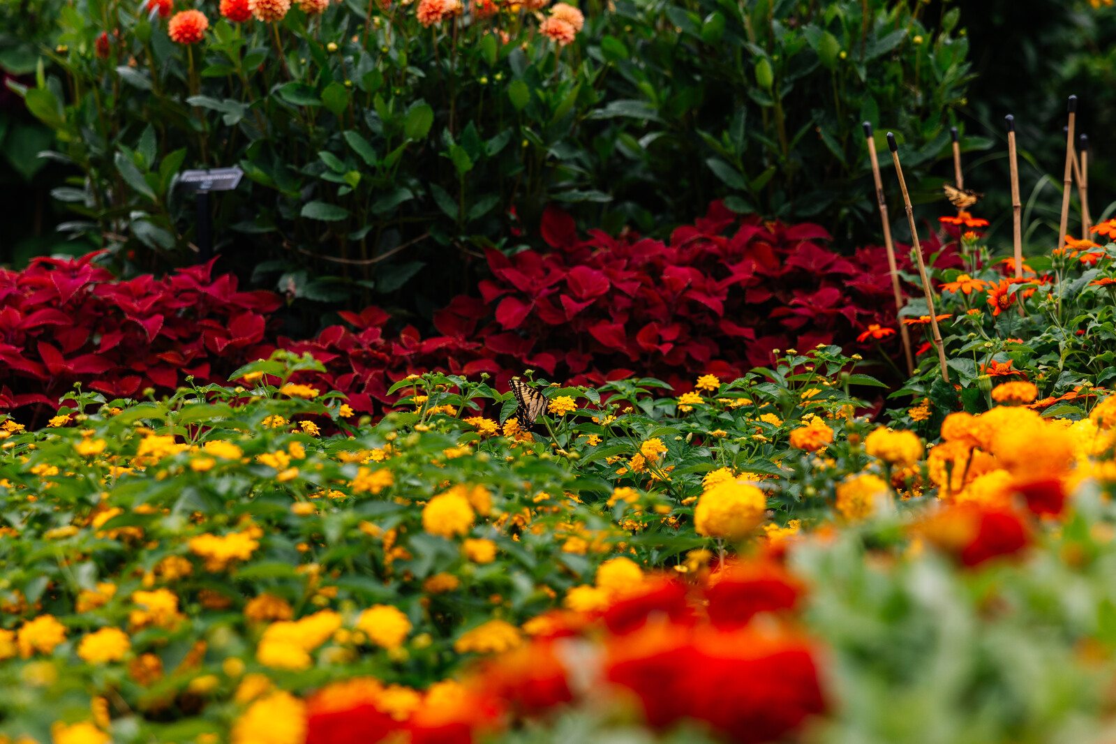 Creating the Ultimate Flower Garden | Longwood Gardens