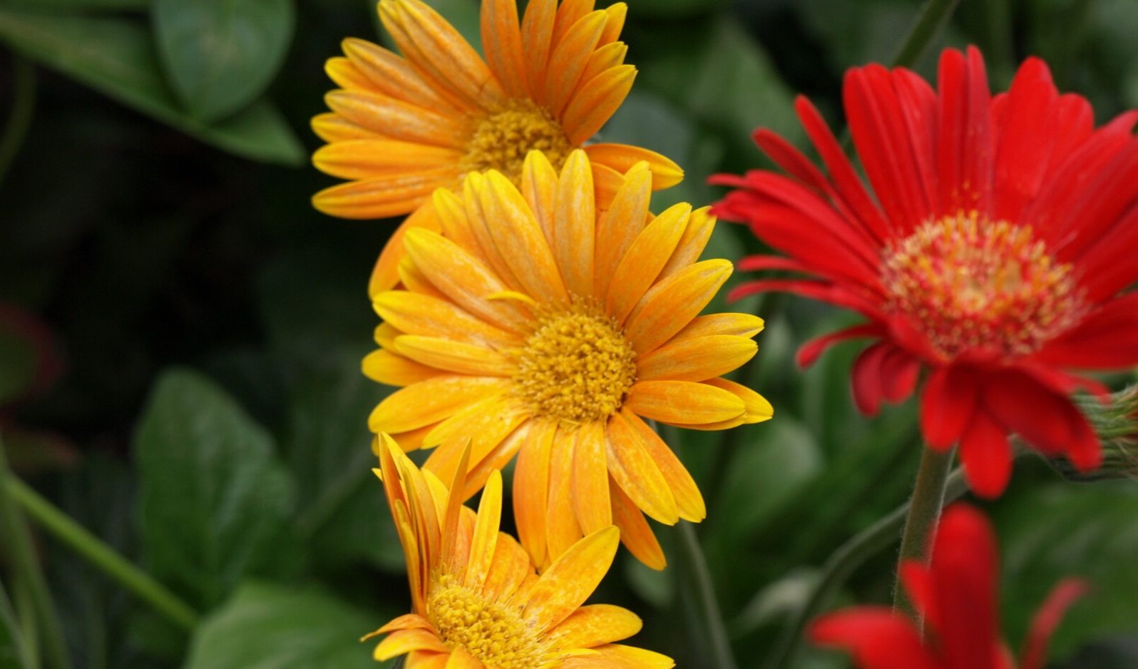 Flower of the Month: Gerbera Daisy | Longwood Gardens