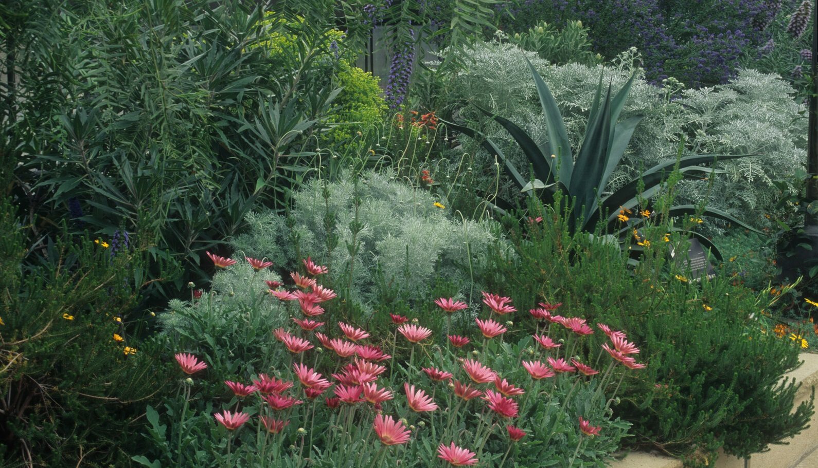 Mediterranean Plants for Your Home and Garden | Longwood Gardens