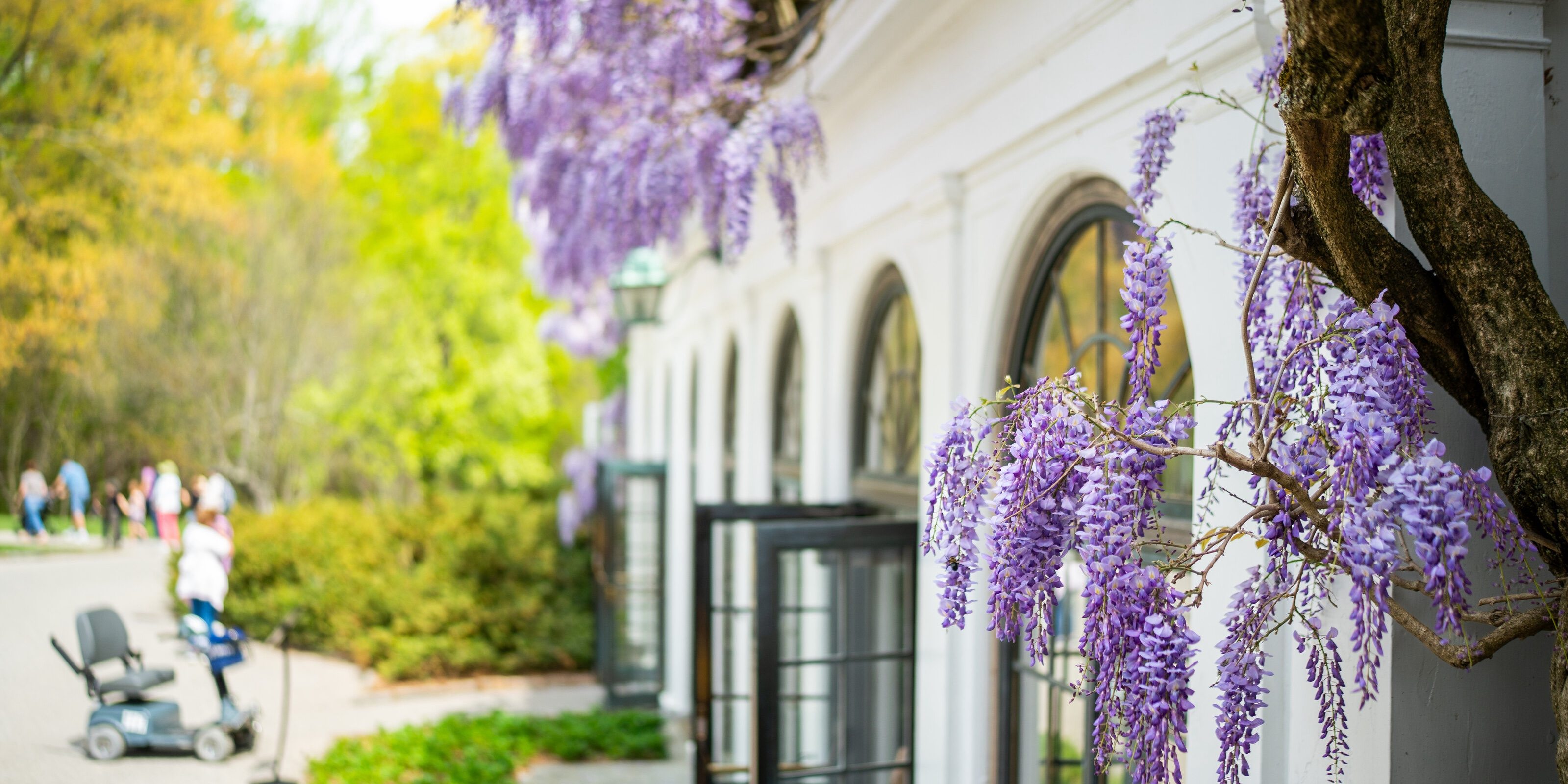 Spring Blooms | Longwood Gardens