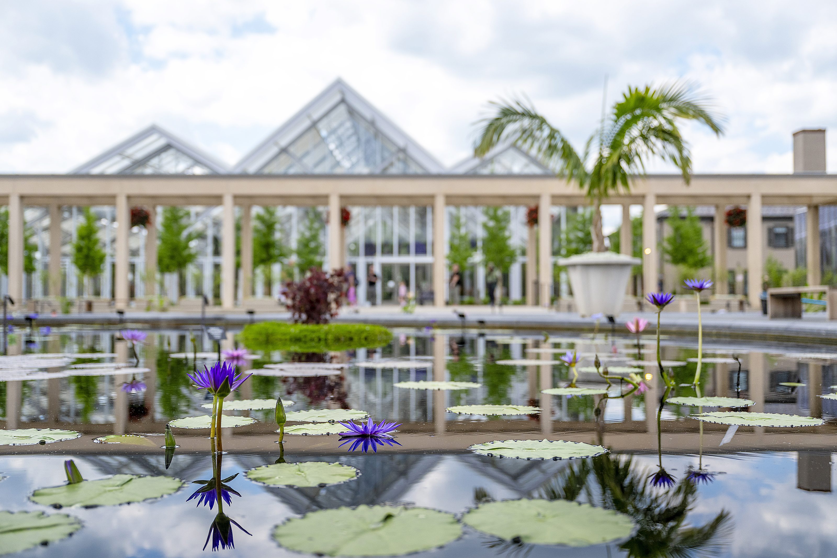 Wonders of the Waterlilies Talks | Longwood Gardens