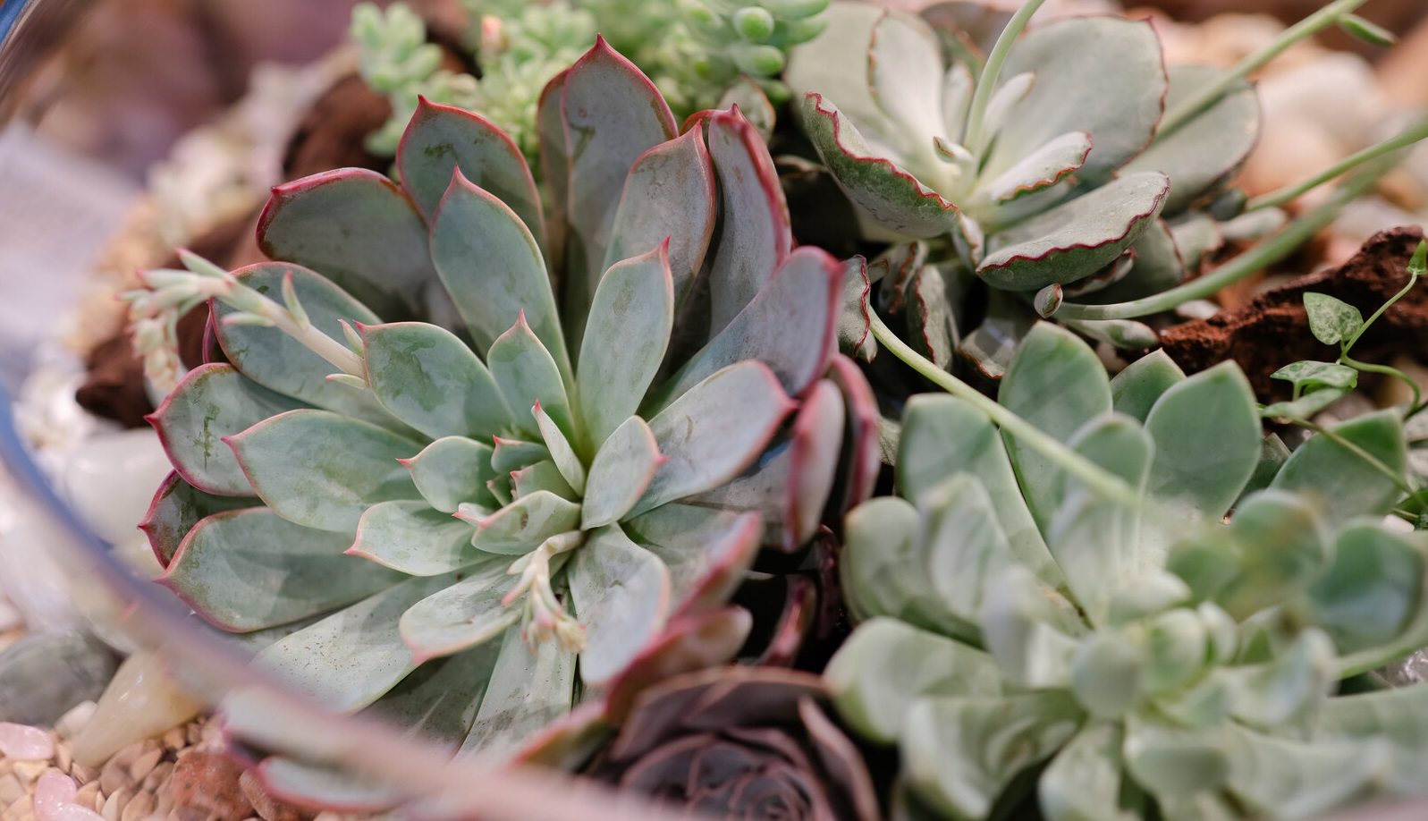 Holiday Village Workshop: Snow Globe Terrariums | Longwood Gardens