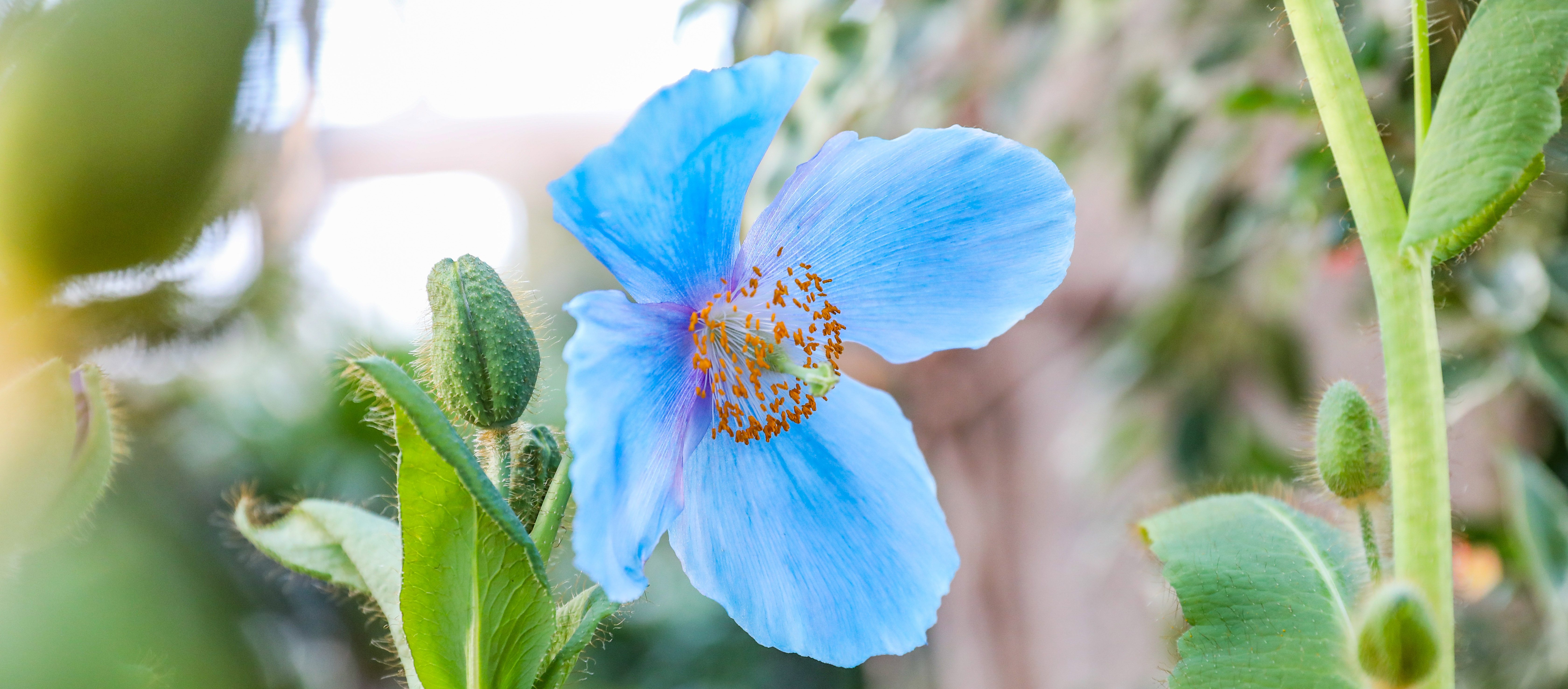 Capturing Blue Poppies | Longwood Gardens