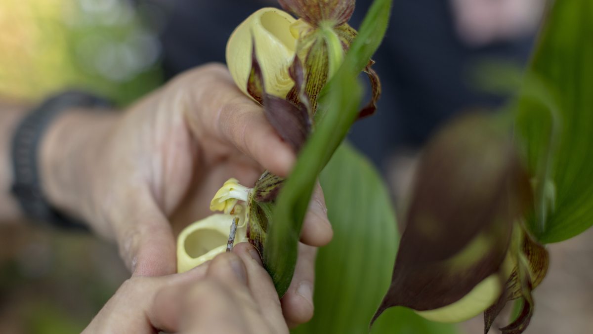 Science Series | Longwood Gardens