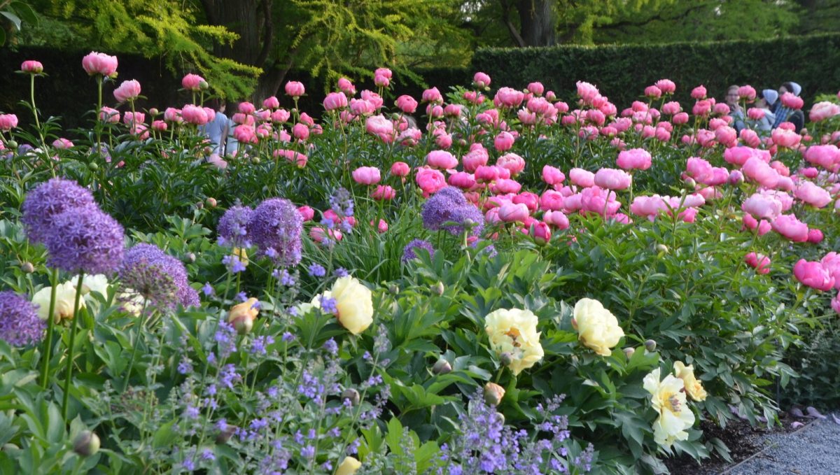 Grow and Design with Peonies | Longwood Gardens