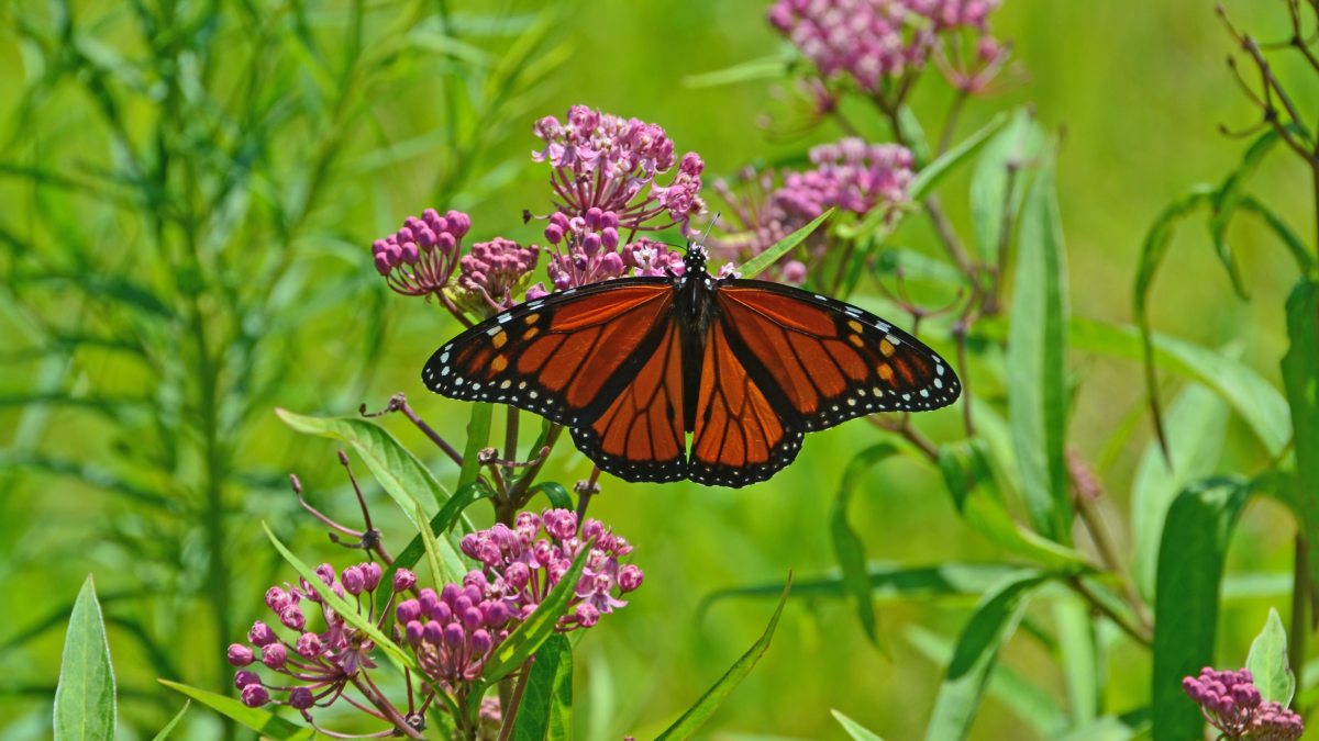 Pennsylvania Native Species Day | Longwood Gardens