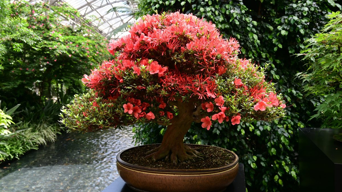 Satsuki Azalea Bonsai Display | Longwood Gardens