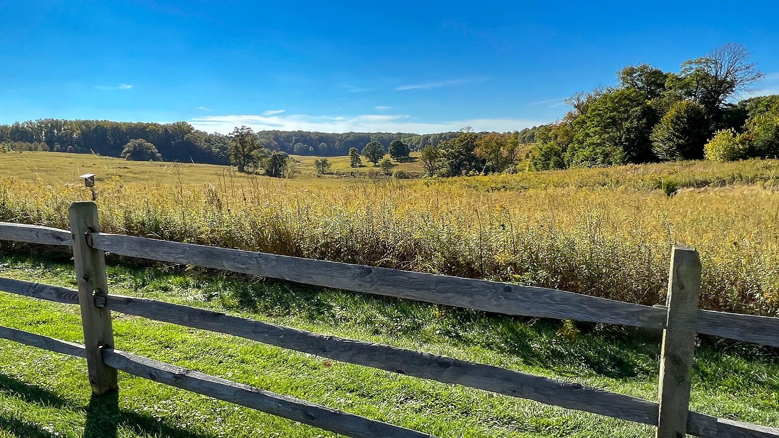 Turn Your Lawn into a Meadow | Longwood Gardens