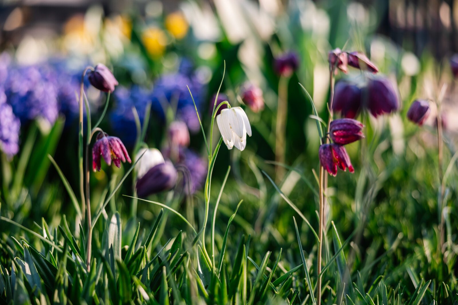 Timeless Tussie-Mussie Workshop | Longwood Gardens