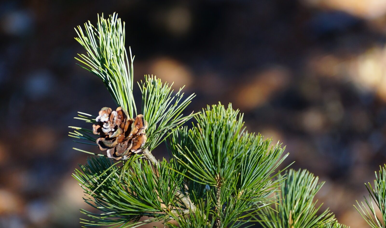 Conifers | Longwood Gardens