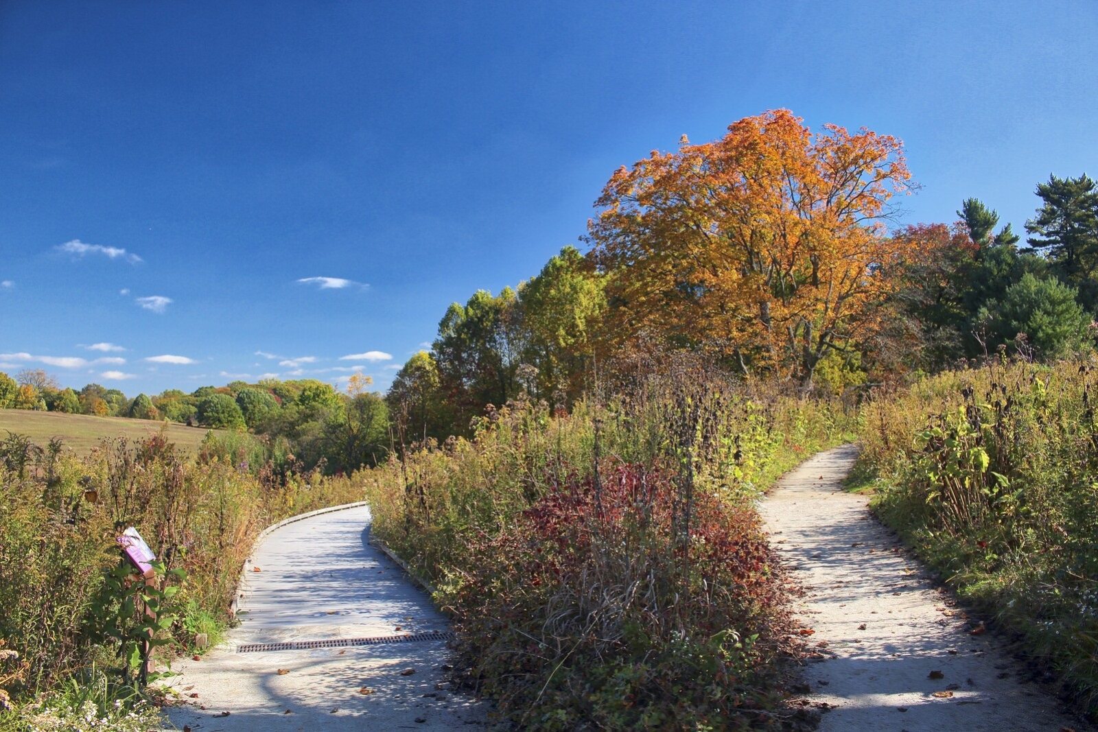 Pocket Meadows | Longwood Gardens