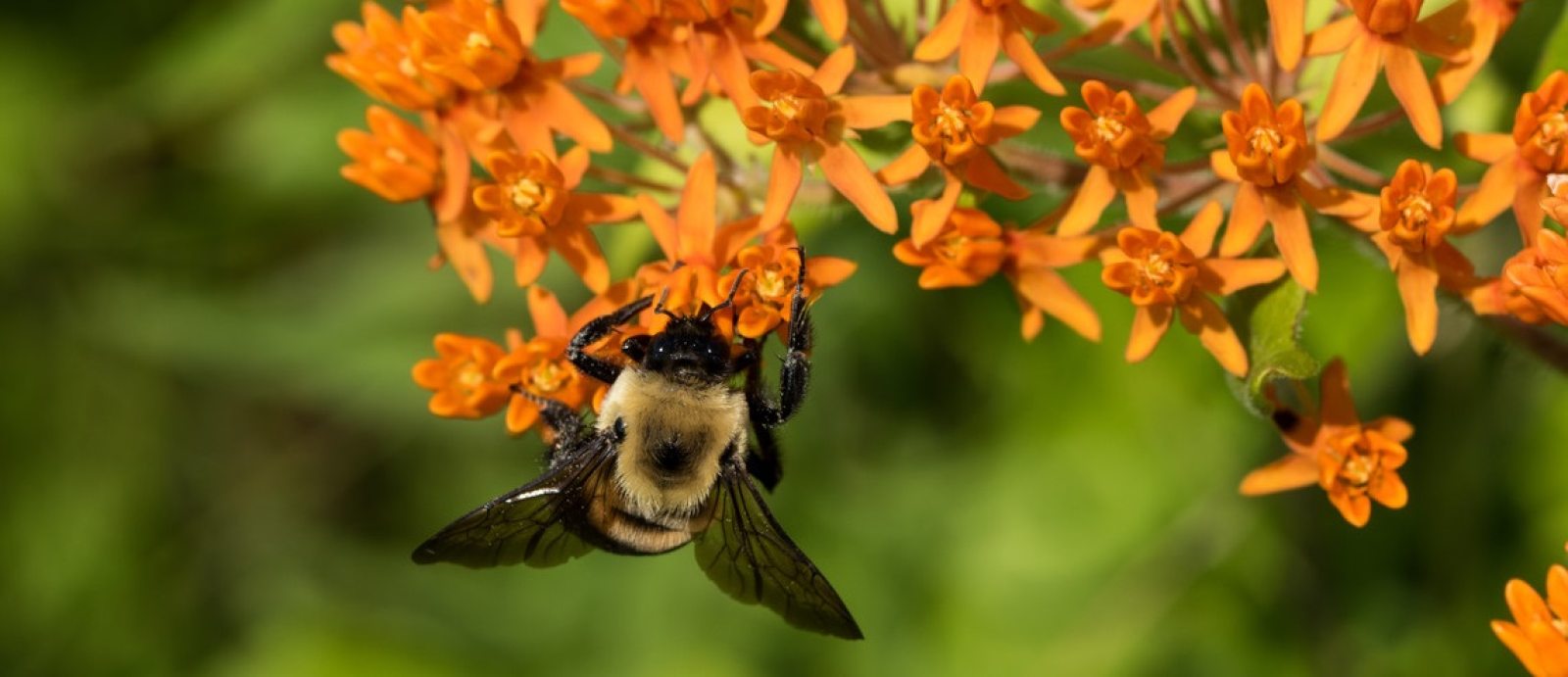 Creating and Managing Landscapes for Native Bees | Longwood Gardens