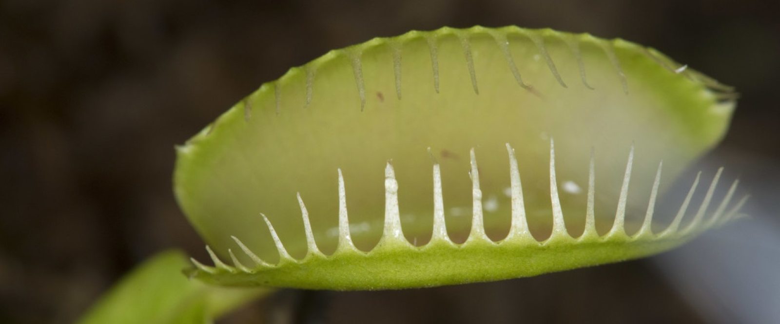 Plantology on Tap: Monstrous Plants of the Silver Screen | Longwood Gardens