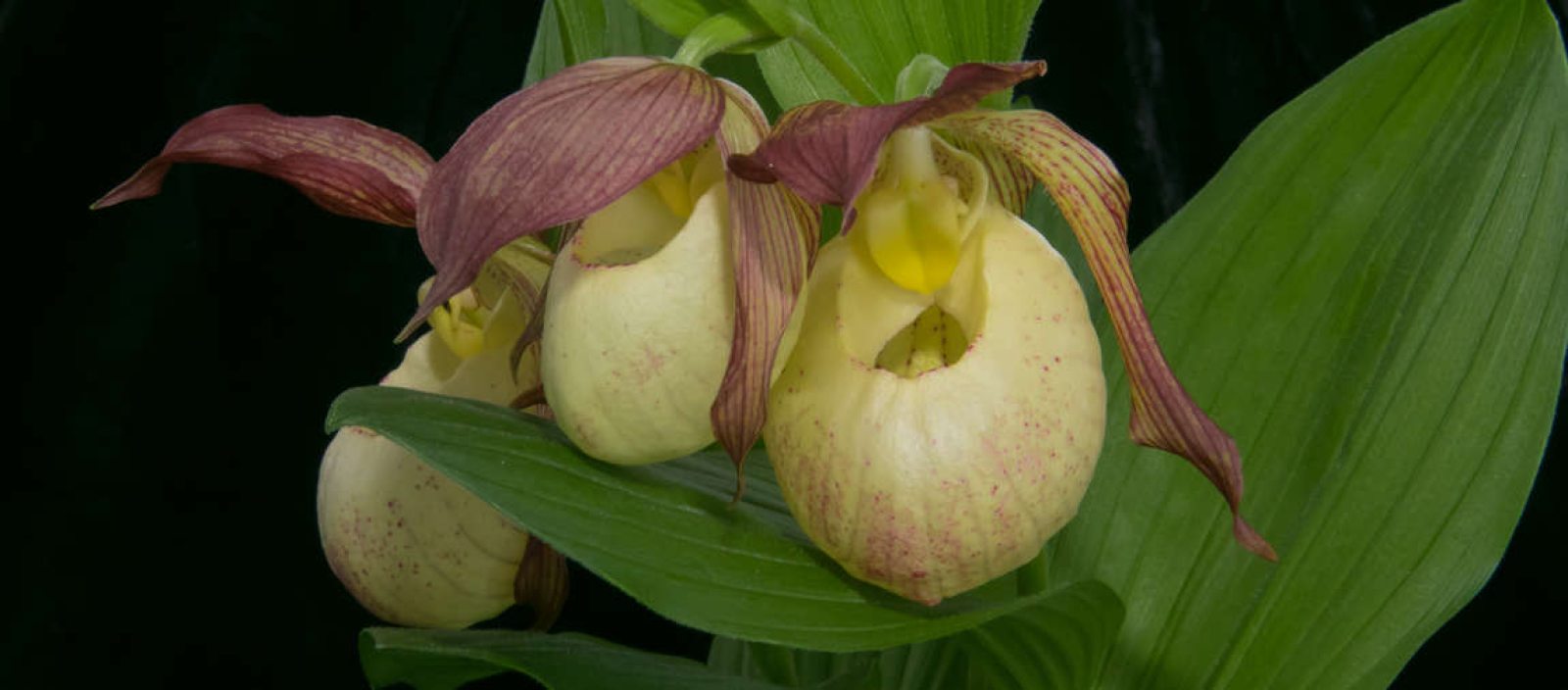 Everything About Orchids Essentials | Longwood Gardens