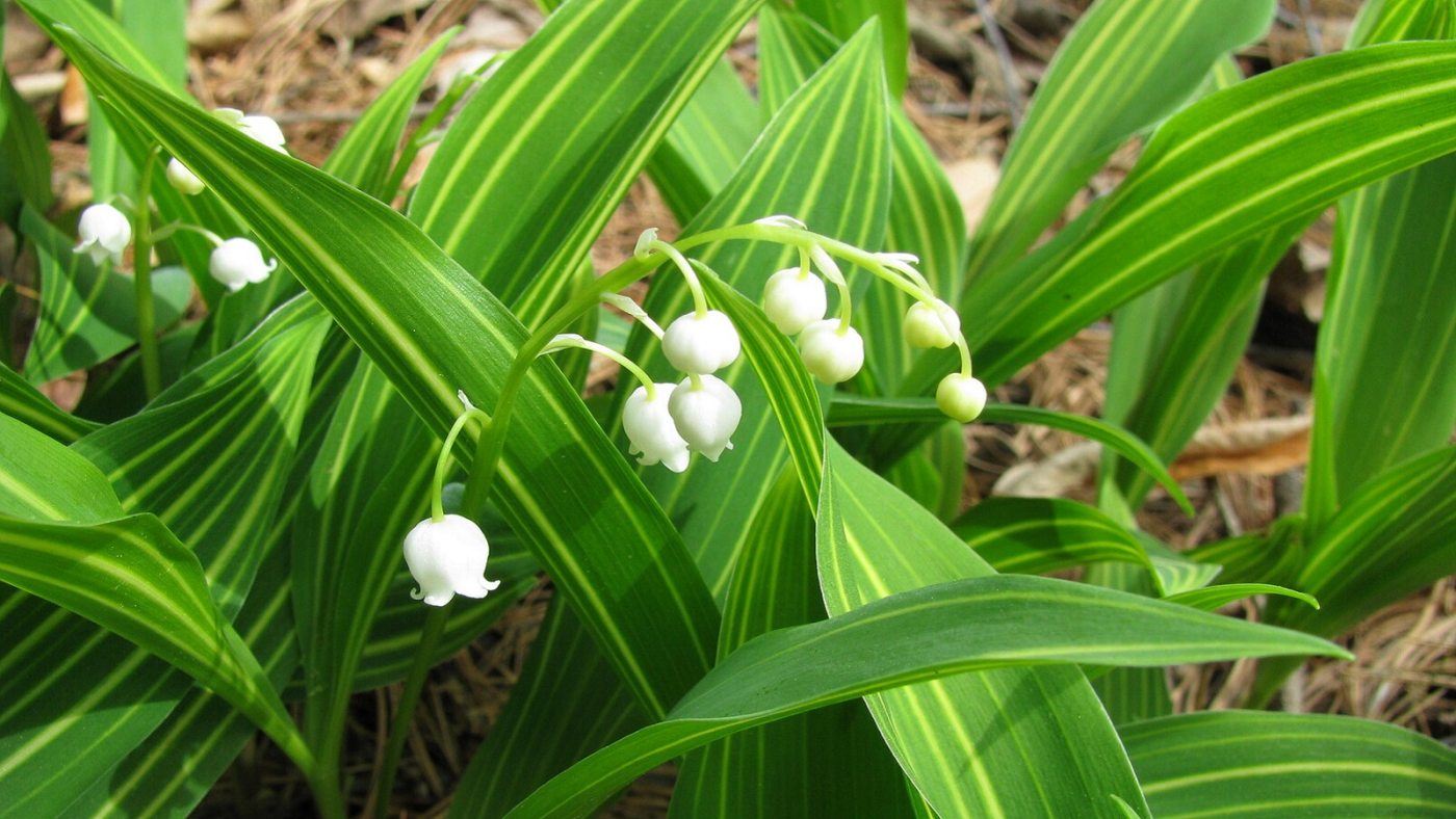 Flower of the Month: Lily-of-the-Valley | Longwood Gardens