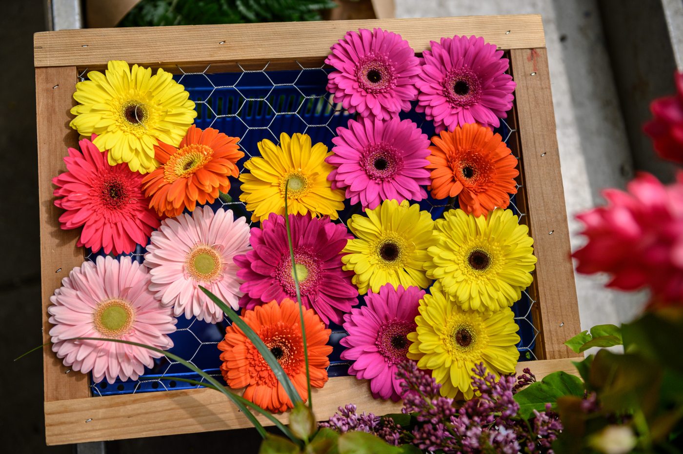 Introduction to Color Theory in Floral Design | Longwood Gardens