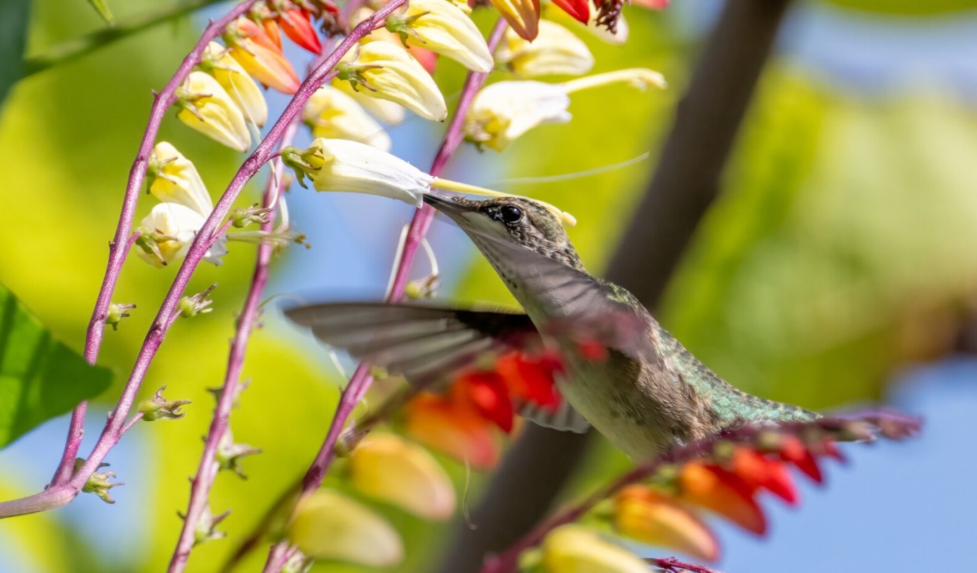 Hummingbirds: Habitat and Habits | Longwood Gardens