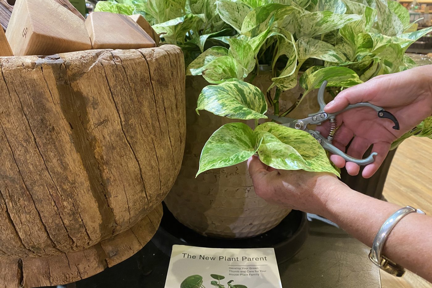 Plant Propagation Pop-Up Event | Longwood Gardens