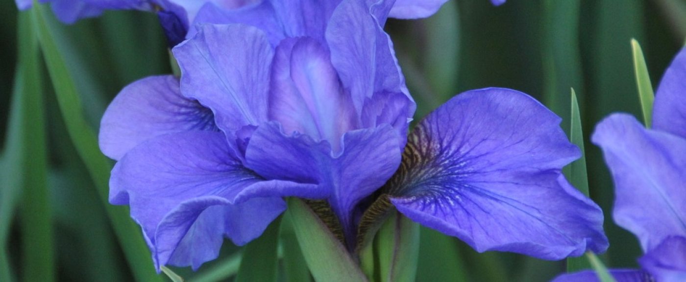 Botanical Watercolor Studio: Blue Dutch Iris | Longwood Gardens