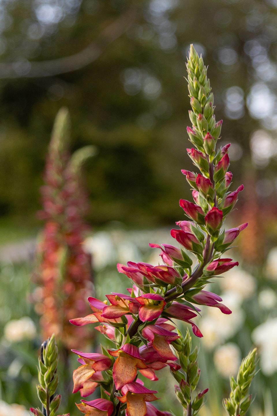 The Height of Care | Longwood Gardens