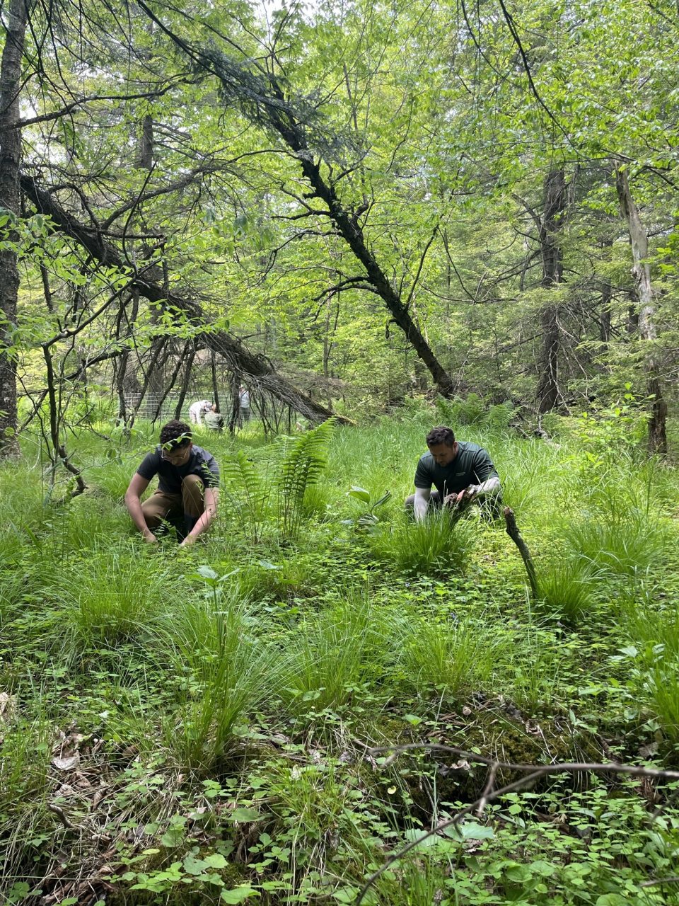Reaching for New Heights in Rare Species Conservation | Longwood Gardens
