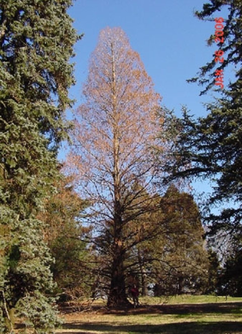 A Tale of Tall Trees | Longwood Gardens
