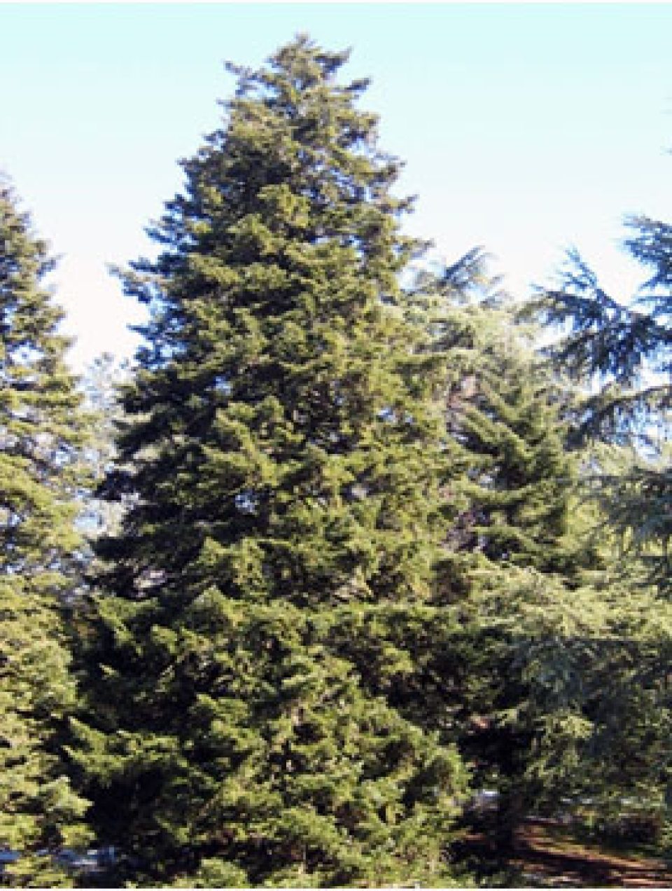 A Tale of Tall Trees | Longwood Gardens