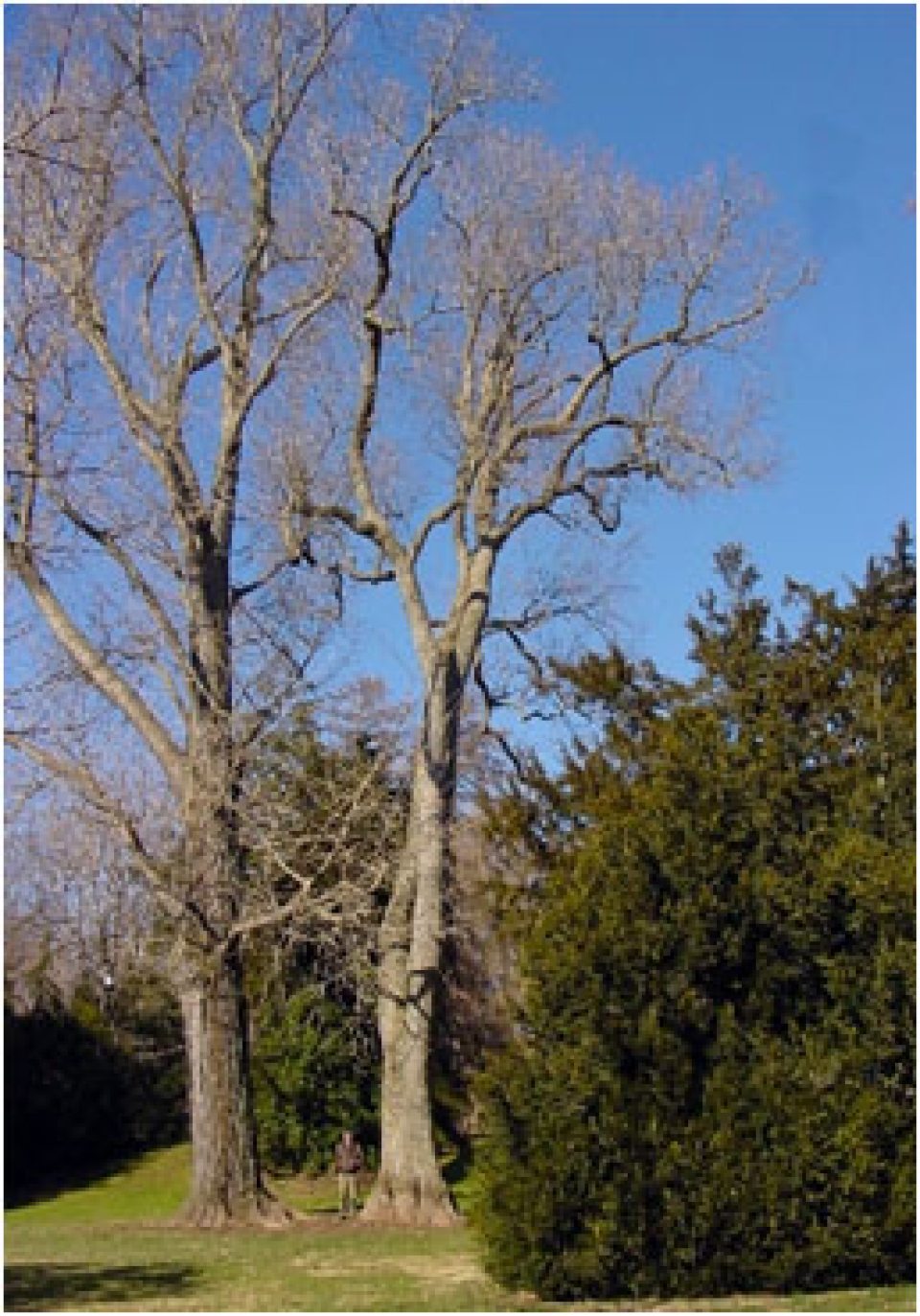 A Tale of Tall Trees | Longwood Gardens