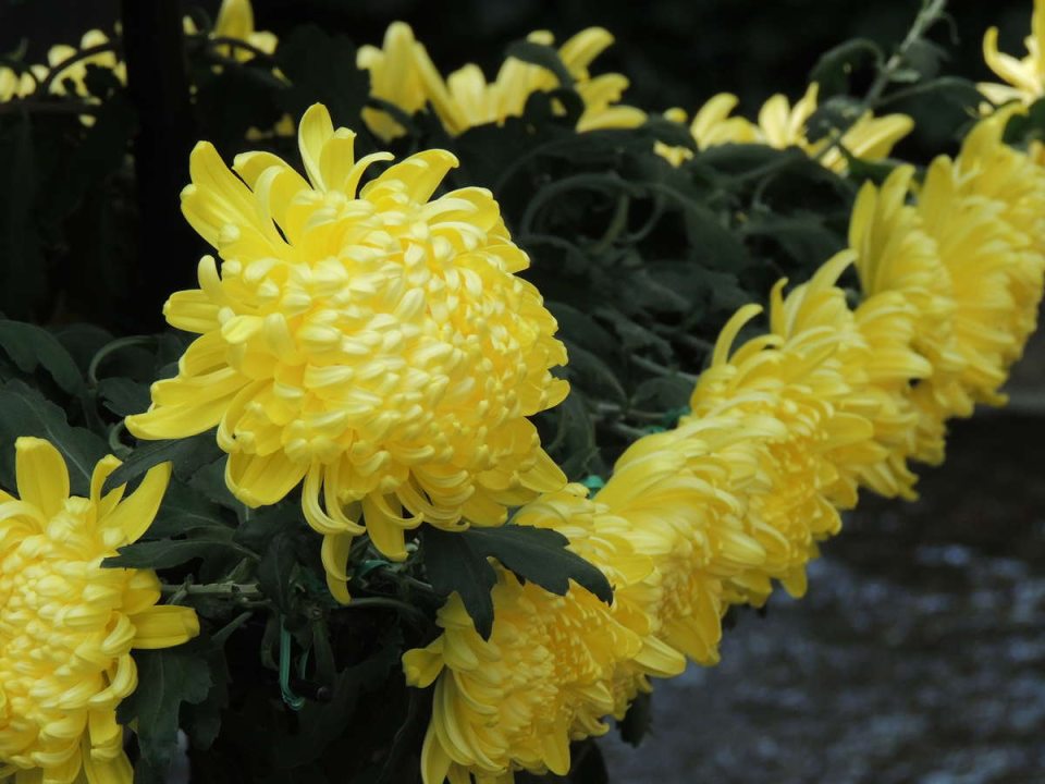 Chrysanthemums: A Class of Their Own | Longwood Gardens