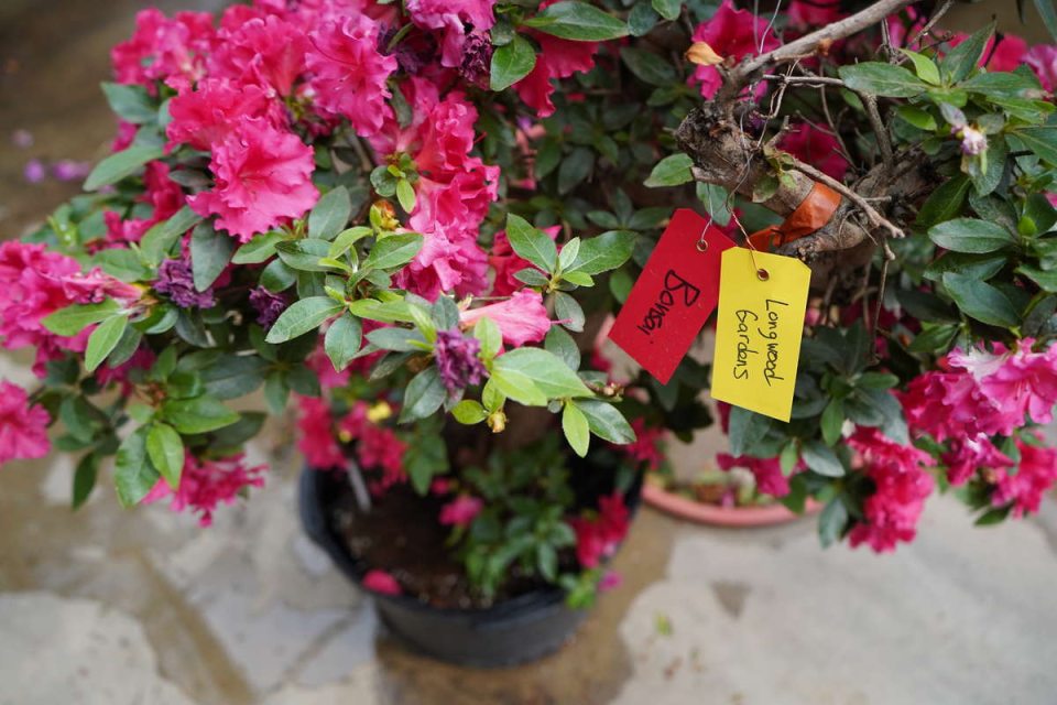 Birth of a Bonsai | Longwood Gardens