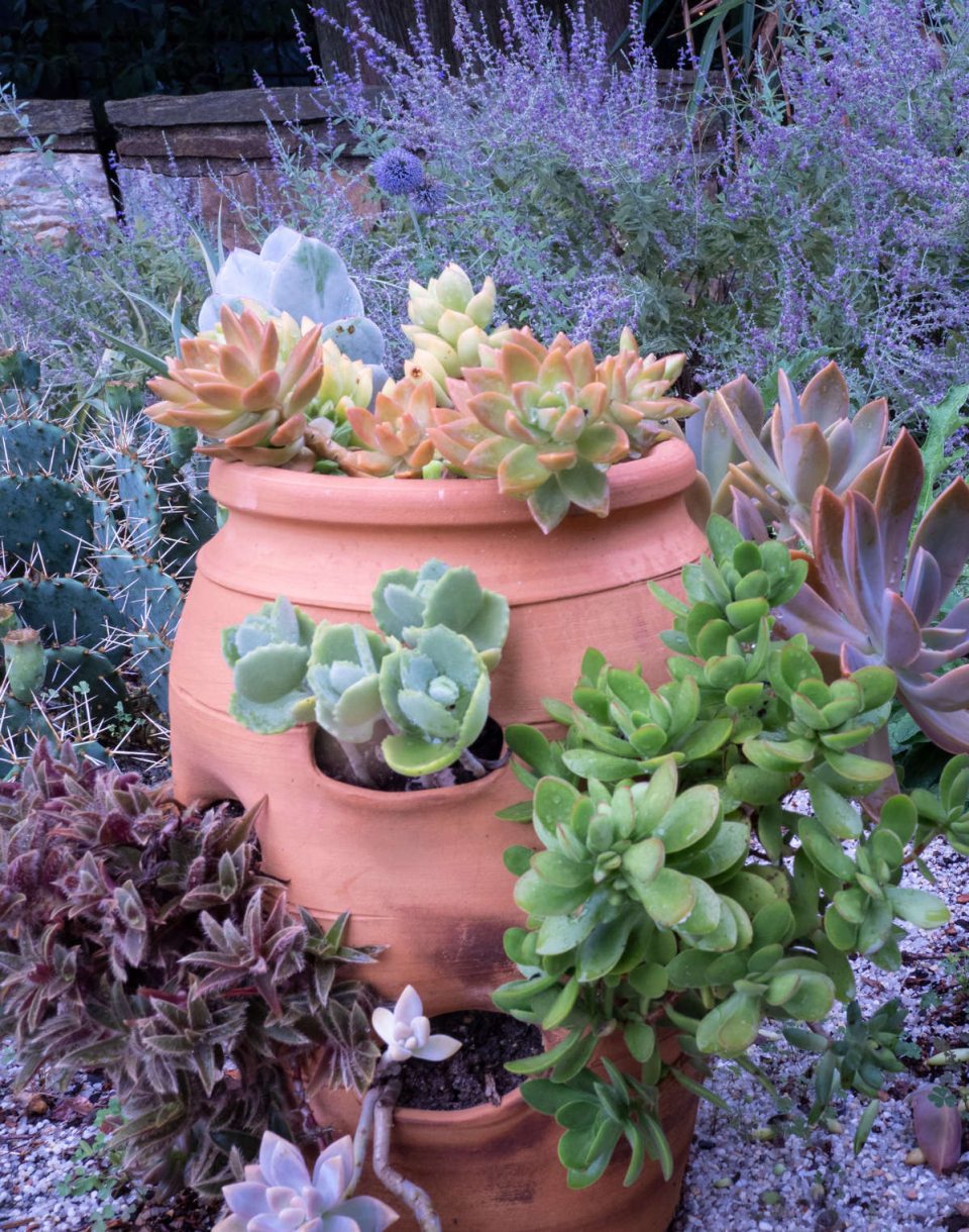 The Drama and Appeal of Our Theatre Garden | Longwood Gardens