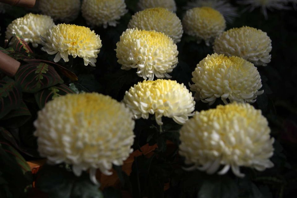 Chrysanthemums: A Class of Their Own | Longwood Gardens