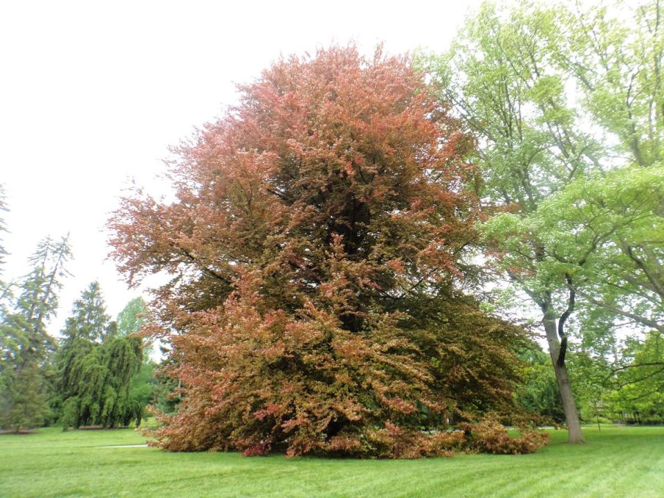 Farewell to a Beloved Beech | Longwood Gardens