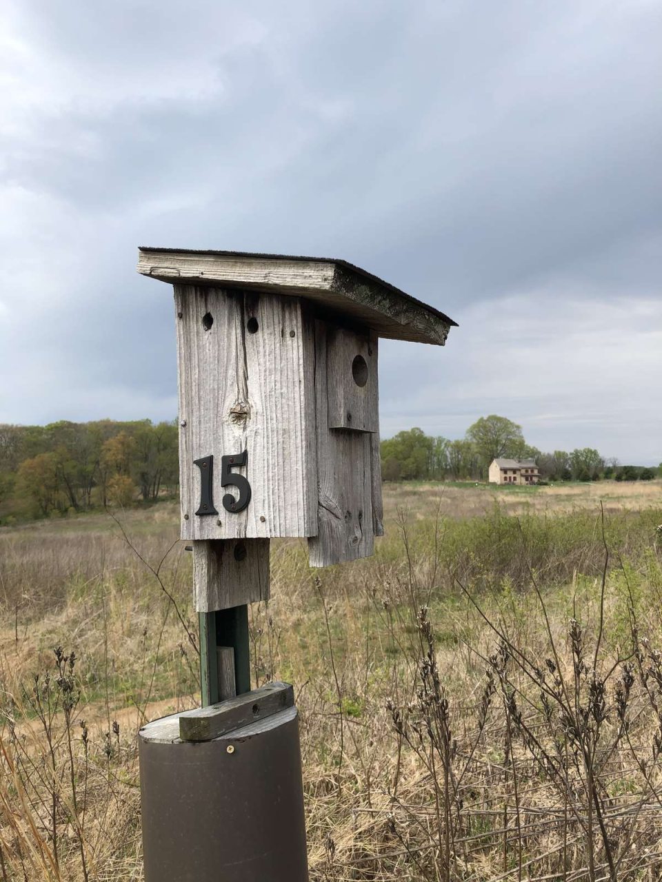 Conserving the Brilliant Bluebird | Longwood Gardens