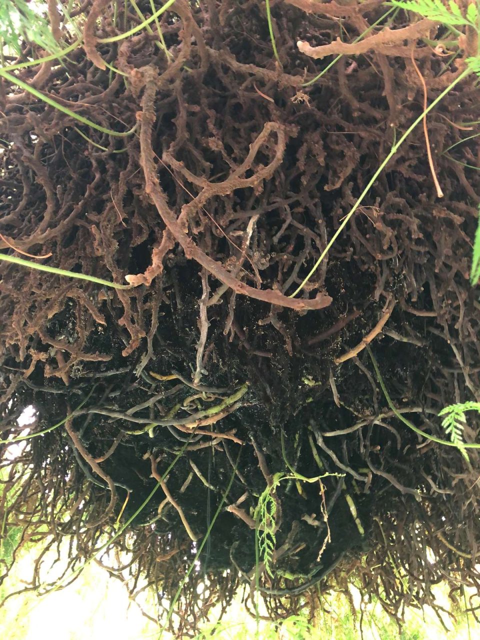 A Very Lucky Rabbit’s-Foot | Longwood Gardens
