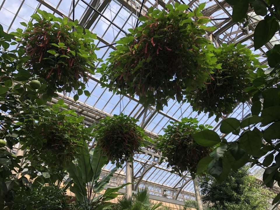 A Chenille Plant Journey | Longwood Gardens