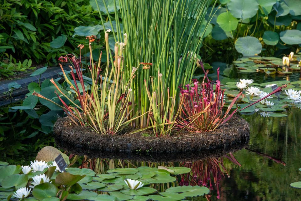 Floating Ideas on Our Floating Islands | Longwood Gardens