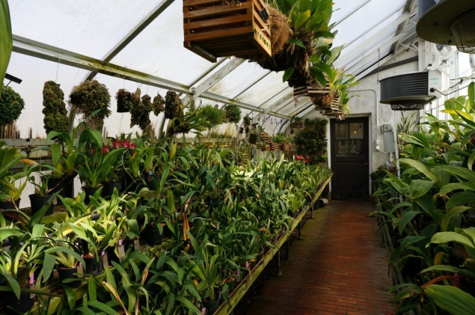 Behind-the-Scenes of Our Orchid Growing Houses | Longwood Gardens