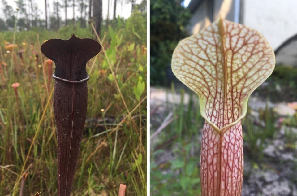 How to Create a Bog Garden | Longwood Gardens