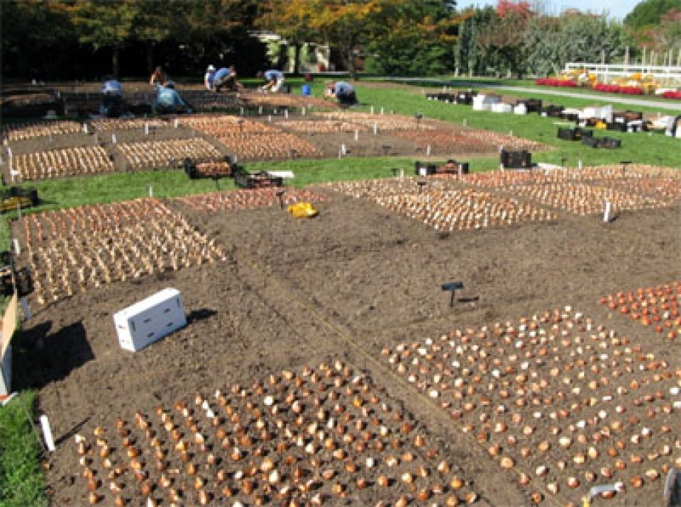 The Idea Garden Spring Bulb Display | Longwood Gardens
