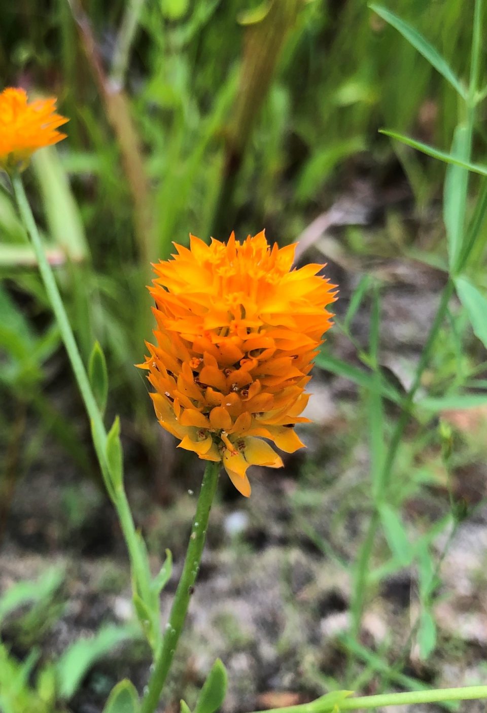 How to Create a Bog Garden | Longwood Gardens