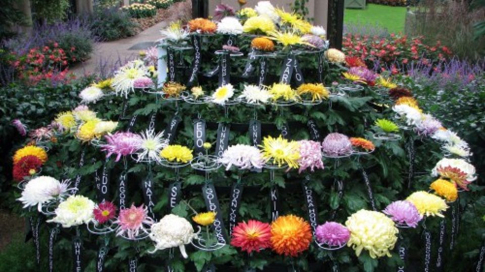 100 Flowers: 1 Plant | Longwood Gardens