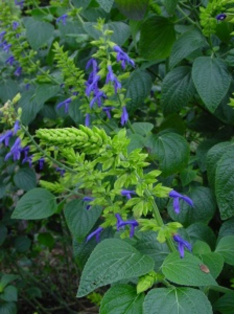 Seven Stunning Salvia in the Conservatory | Longwood Gardens