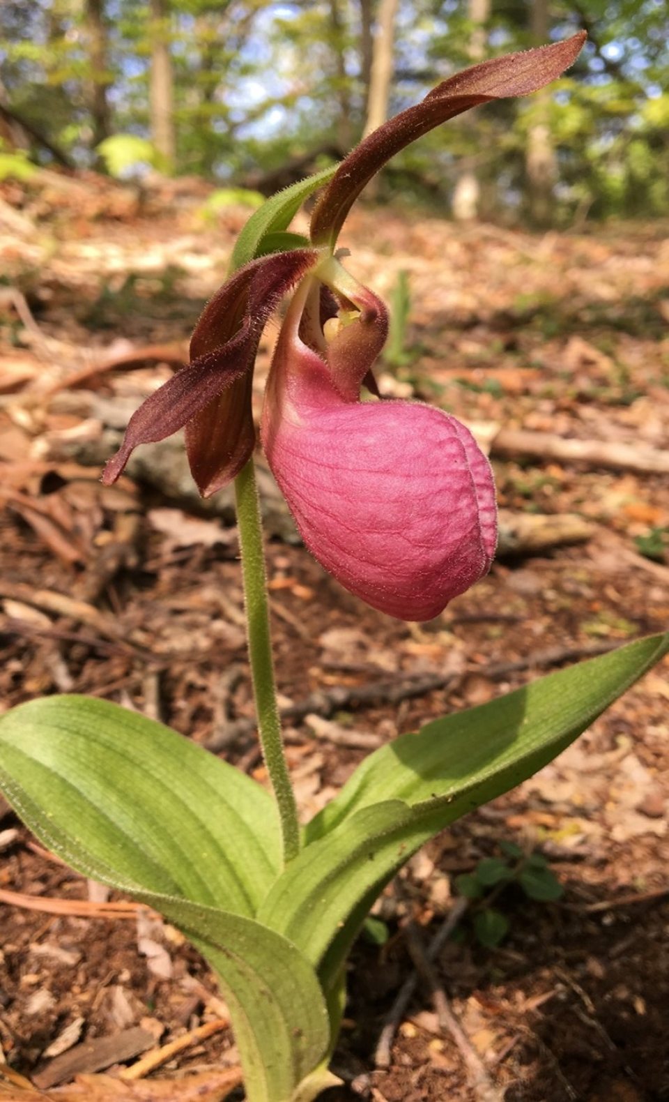 Going Beyond Beauty | Longwood Gardens