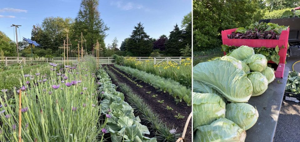 How to Grow Early Spring Vegetables | Longwood Gardens