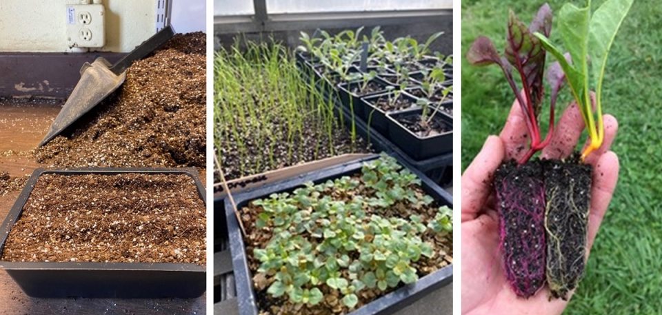 How to Grow Early Spring Vegetables | Longwood Gardens