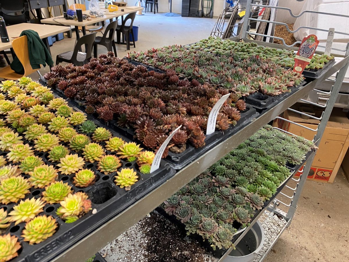 How to Create Your Own Living Succulent Tree | Longwood Gardens