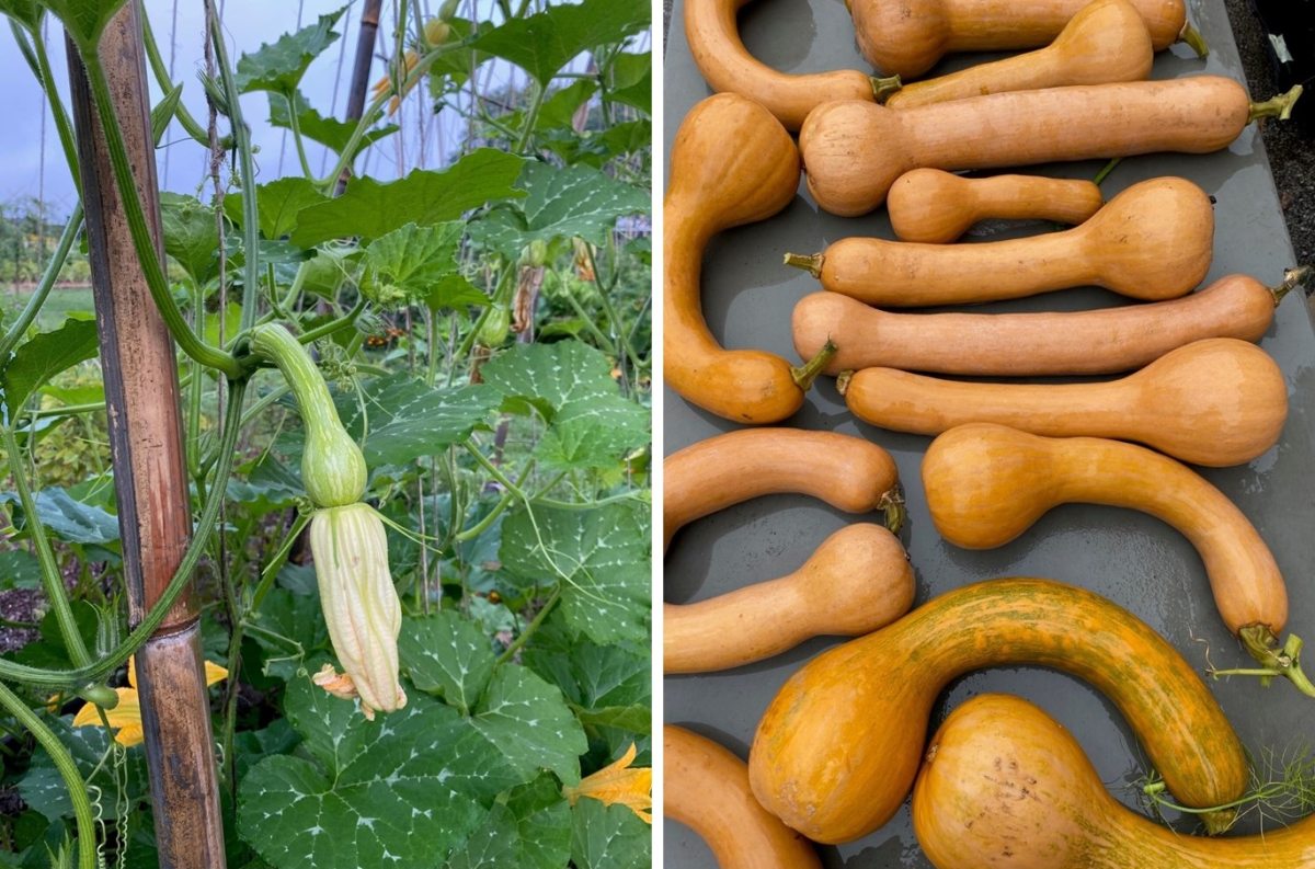 Squash Season is Here | Longwood Gardens